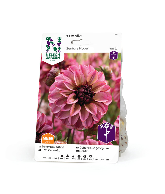 Koristedaalia 'Seniors Hope', Nelson Garden Dahlia x pinnata ...