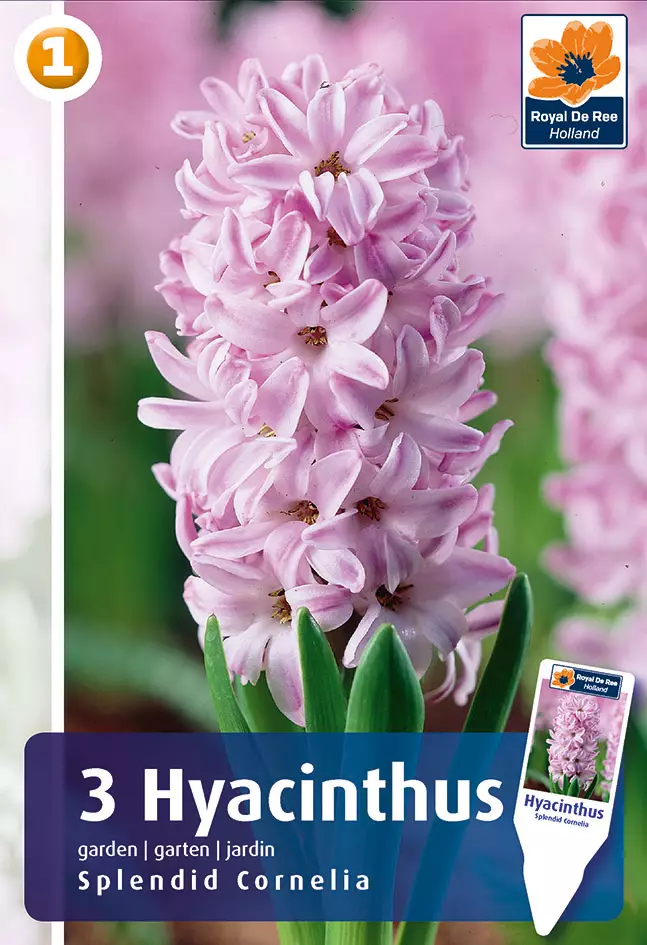 Tarhahyasintti 'Splendid Cornelia' 3 kpl Sipulin koko 15/16 ...
