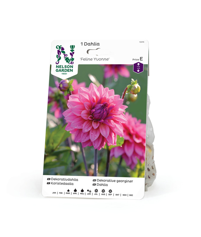 Koristedaalia 'Feline Yvonne', Nelson Garden Dahlia x pinnata ...