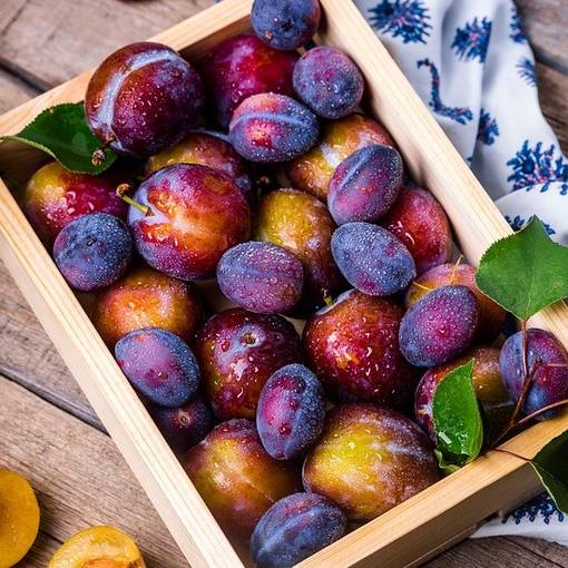 Kaikkea puutarhaasi Kuopion alueelta - Viherkeskusfocus.fi